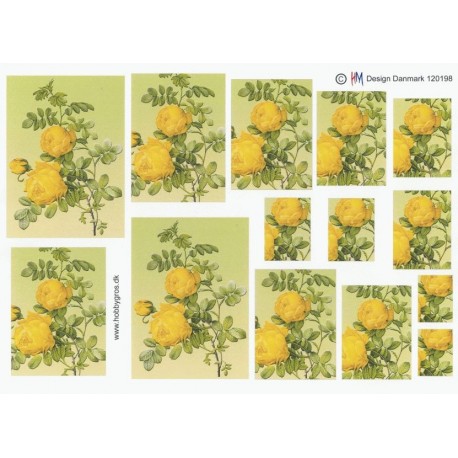 Pyramide 3D ark, Gule roser